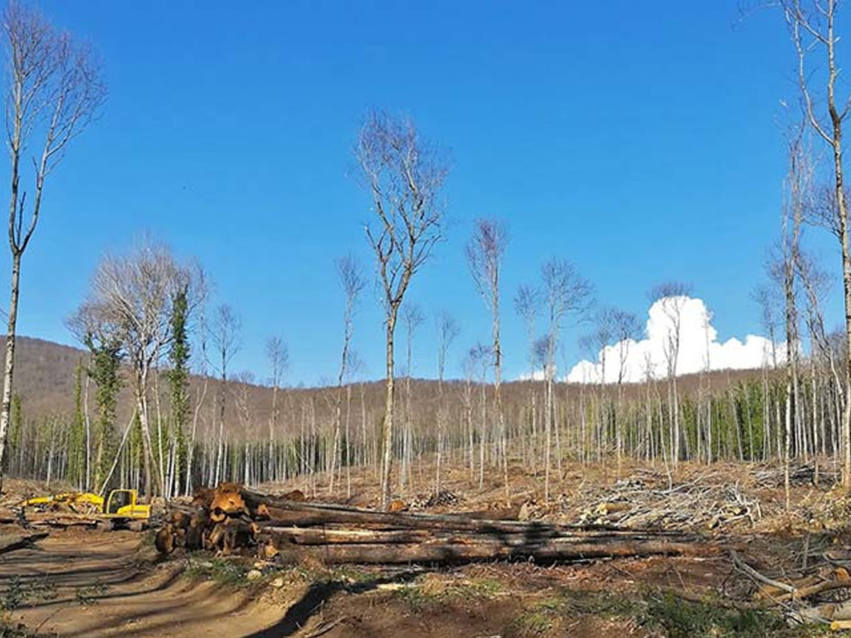 Le foreste "distrutte" stando a tavola - La Difesa del Popolo
