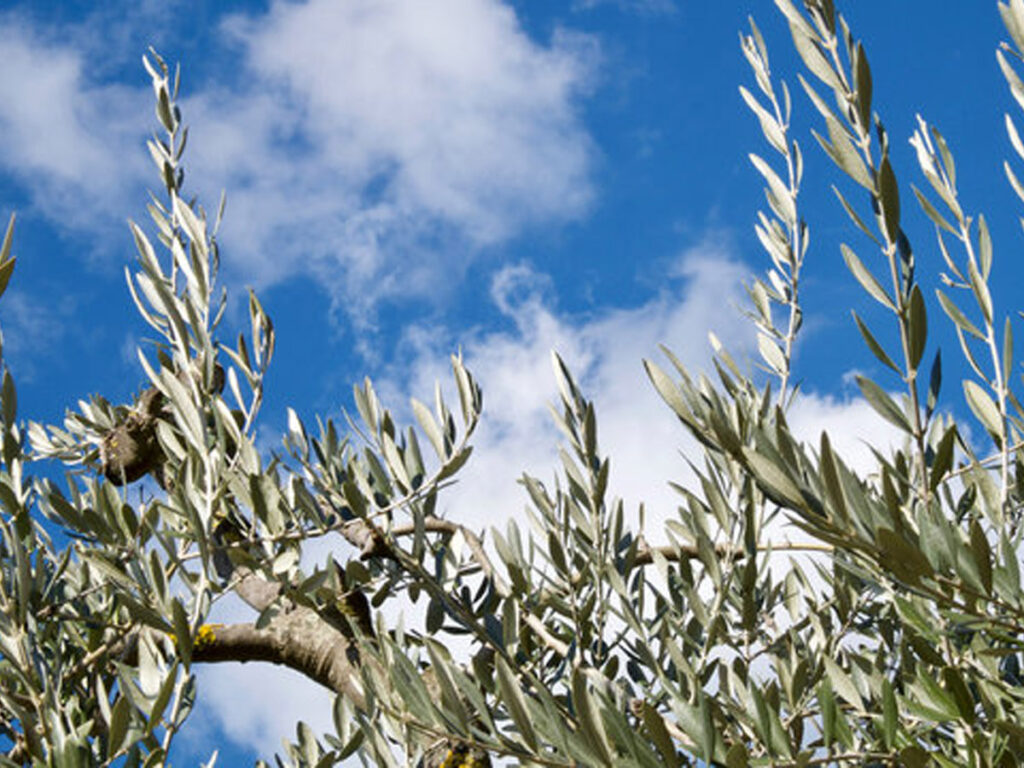 Un ramo d’ulivo… Una riflessione sul significato dell'ulivo distribuito ...